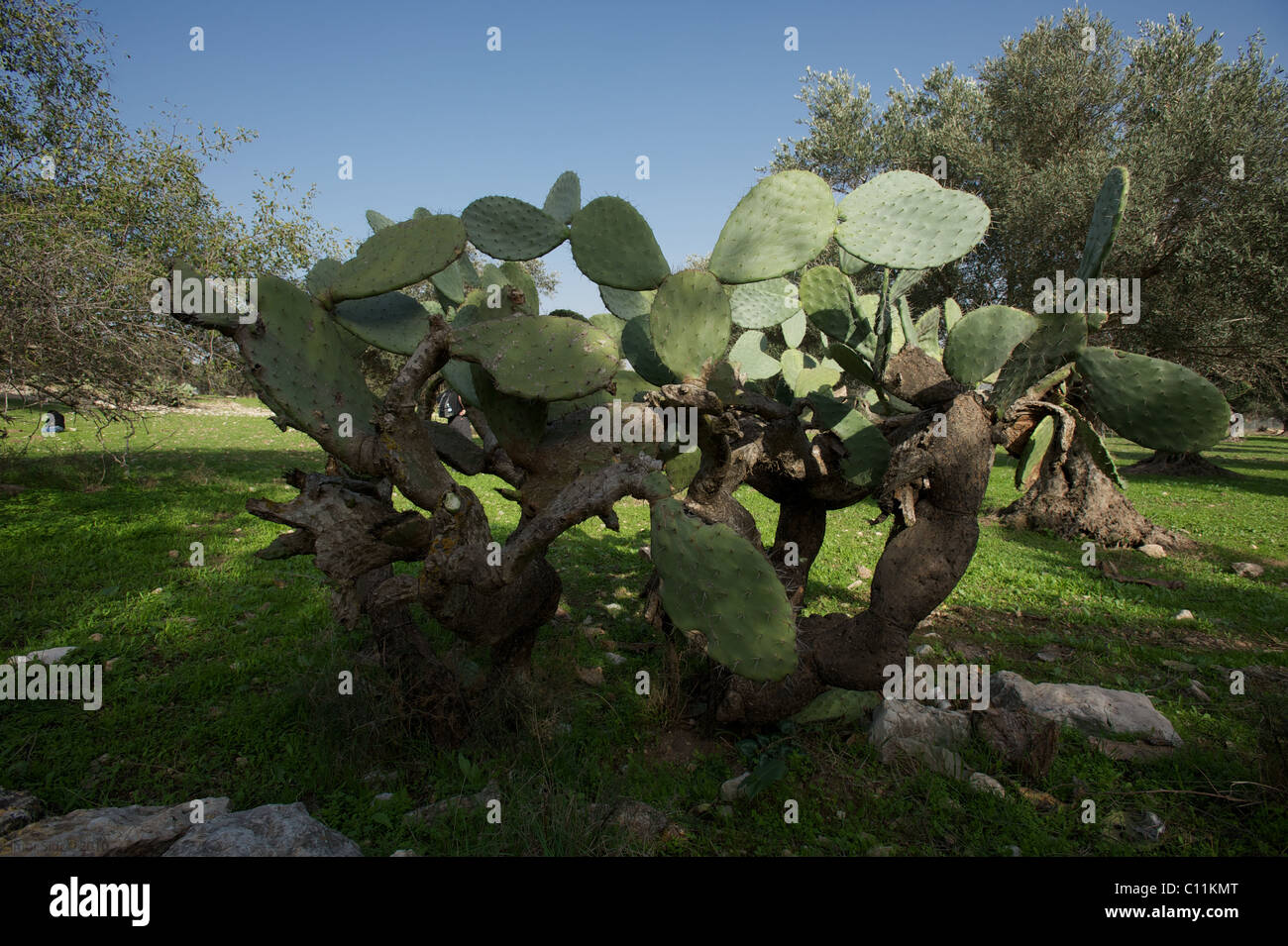 A cactus in a n olive tree forest Stock Photo - Alamy