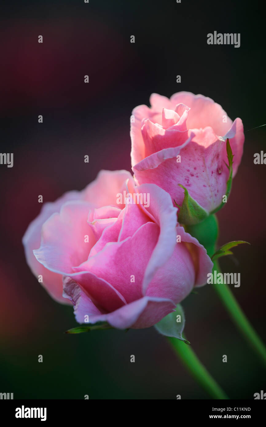 Rosa b hi-res stock photography and images - Alamy