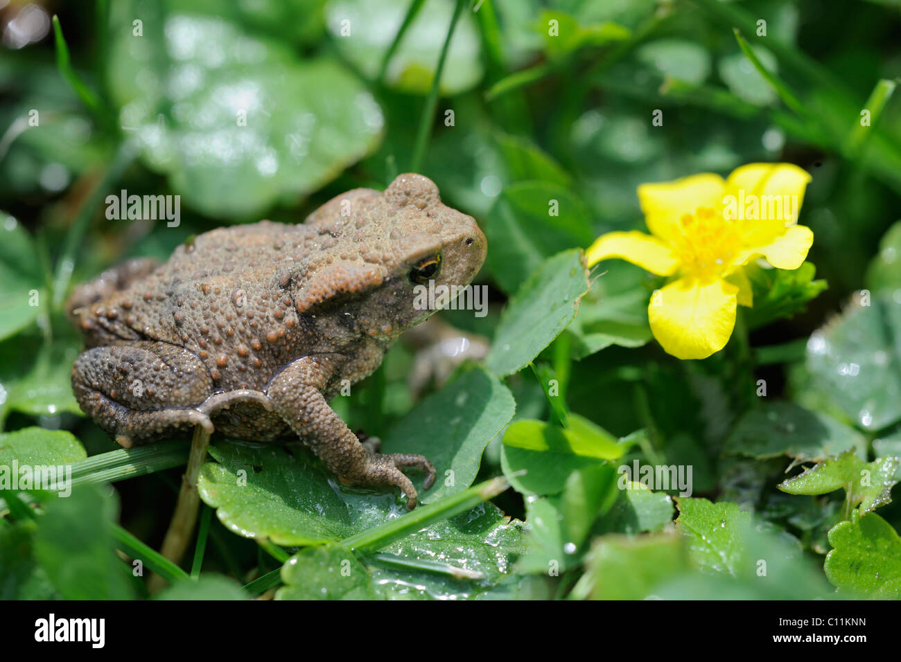 Young common toad bufo bufo hi-res stock photography and images - Alamy