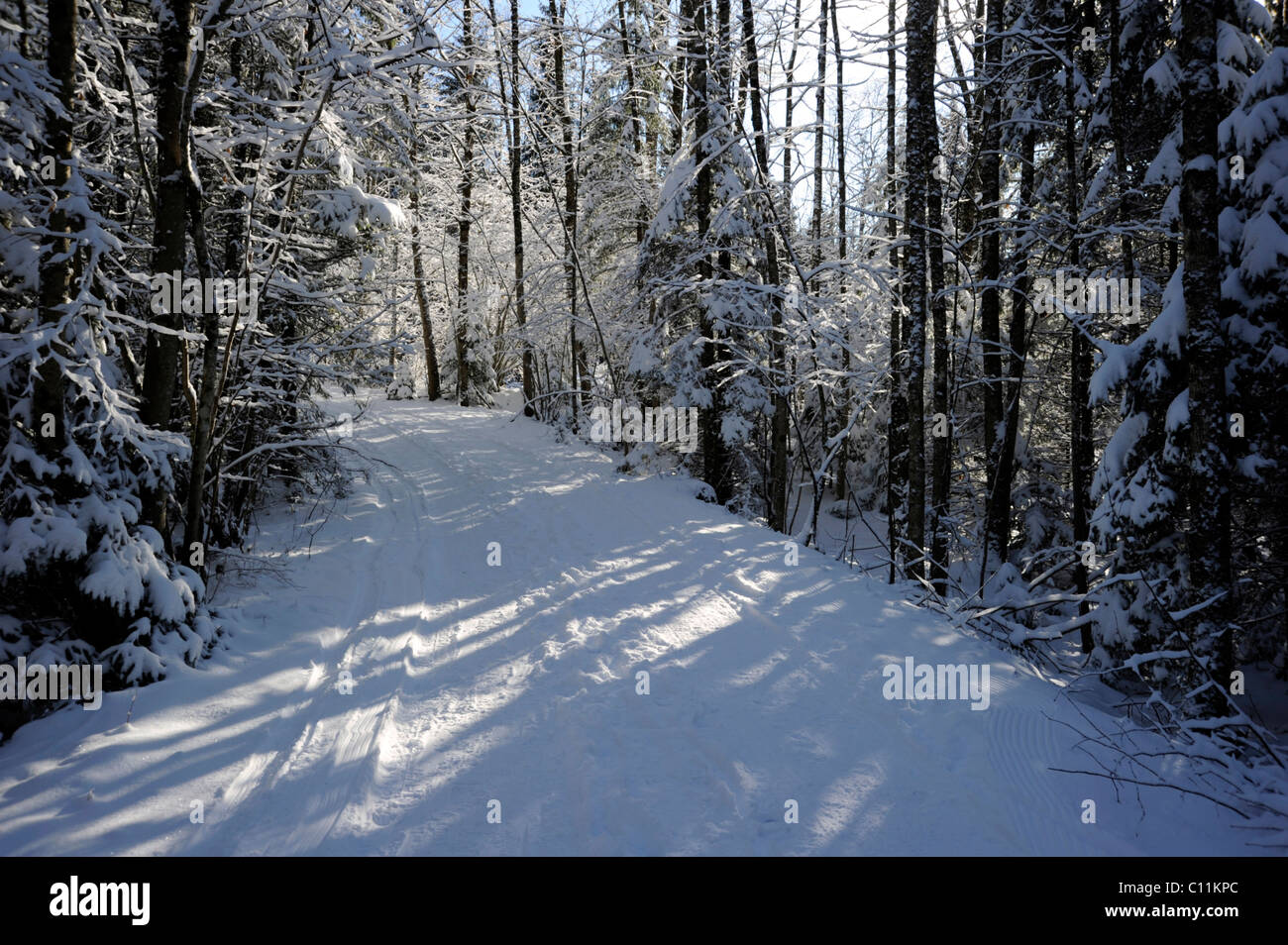 Path in a in winter forest Stock Photo - Alamy