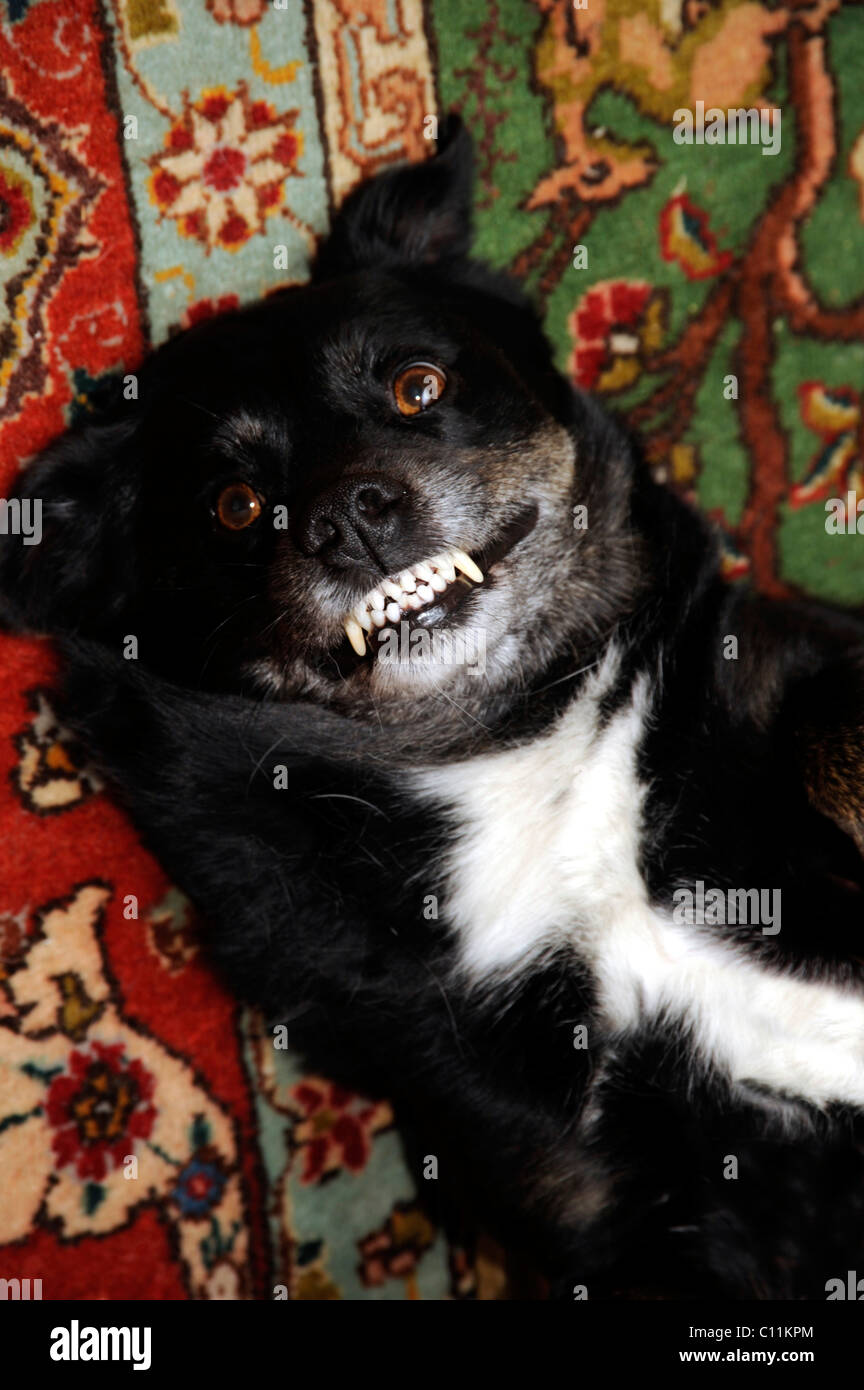 Dogs grinning hi-res stock photography and images - Alamy
