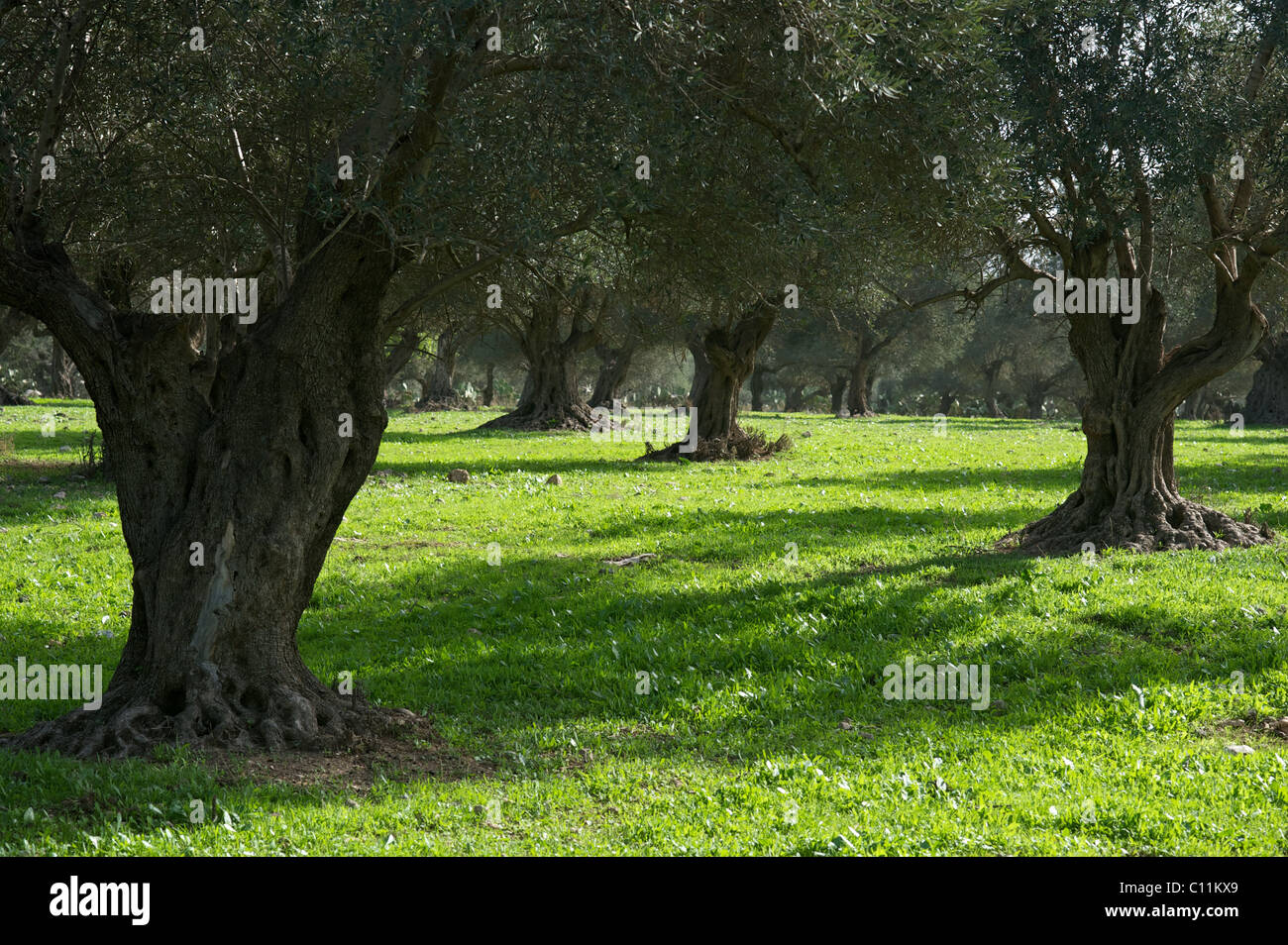 Old olive trees in the Tel-Hadid forest Stock Photo - Alamy