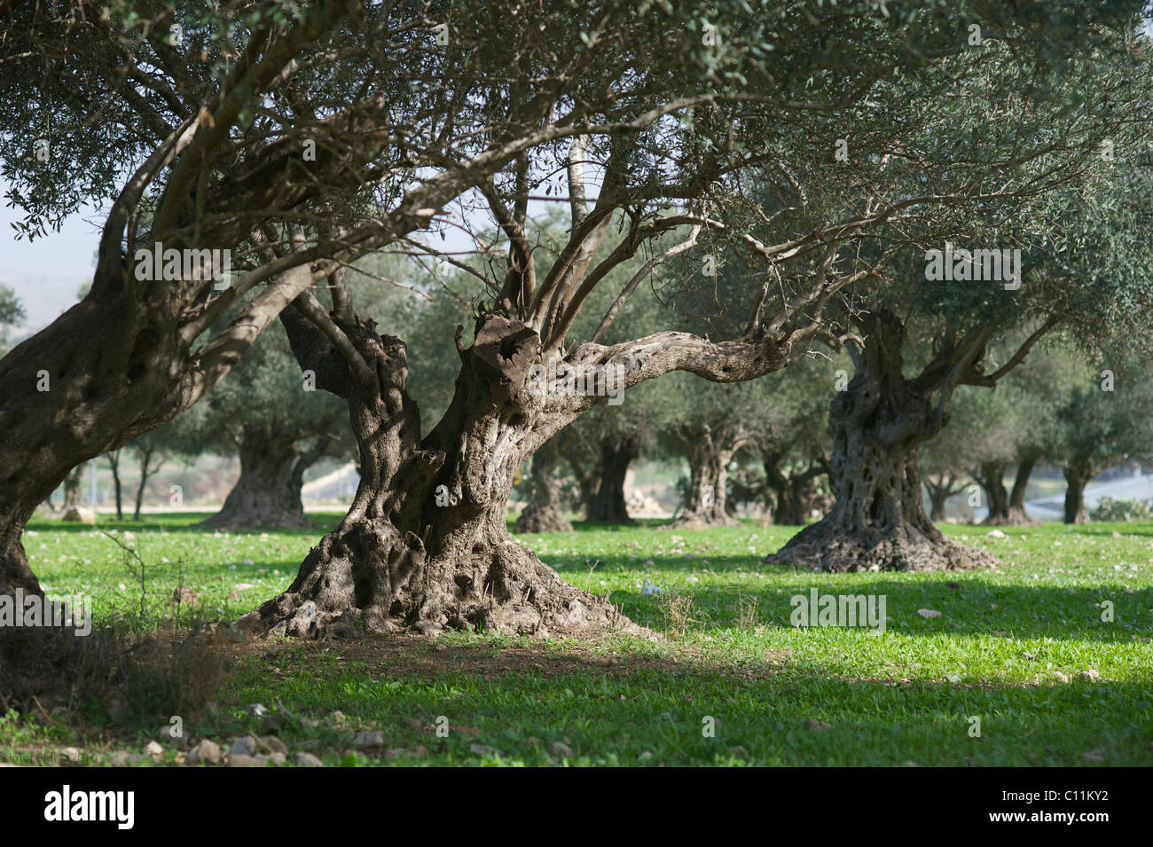 Old Olive trees in the Tel-Hadid forest Stock Photo - Alamy