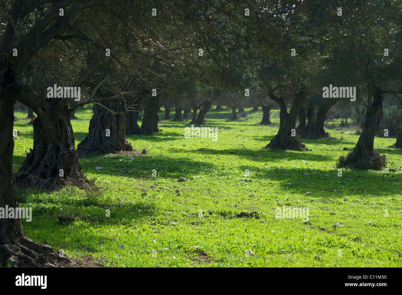 Olive trees in the Tel-Hadid Forest Stock Photo - Alamy
