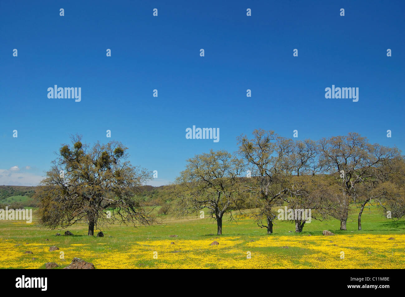 the countryside of northern California in springtime Stock Photo - Alamy