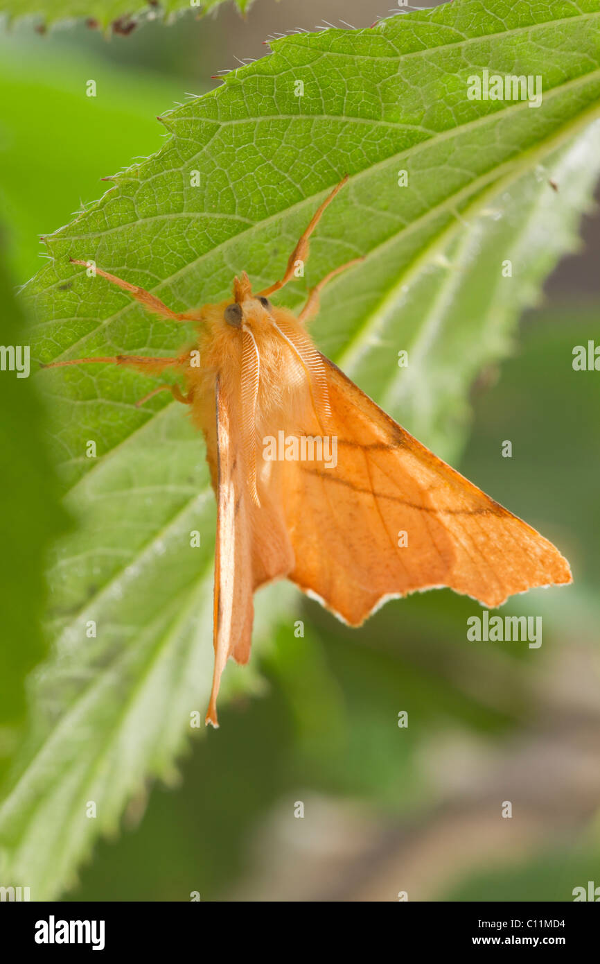 September Thorn (Ennomos erosaria) moth Stock Photo - Alamy
