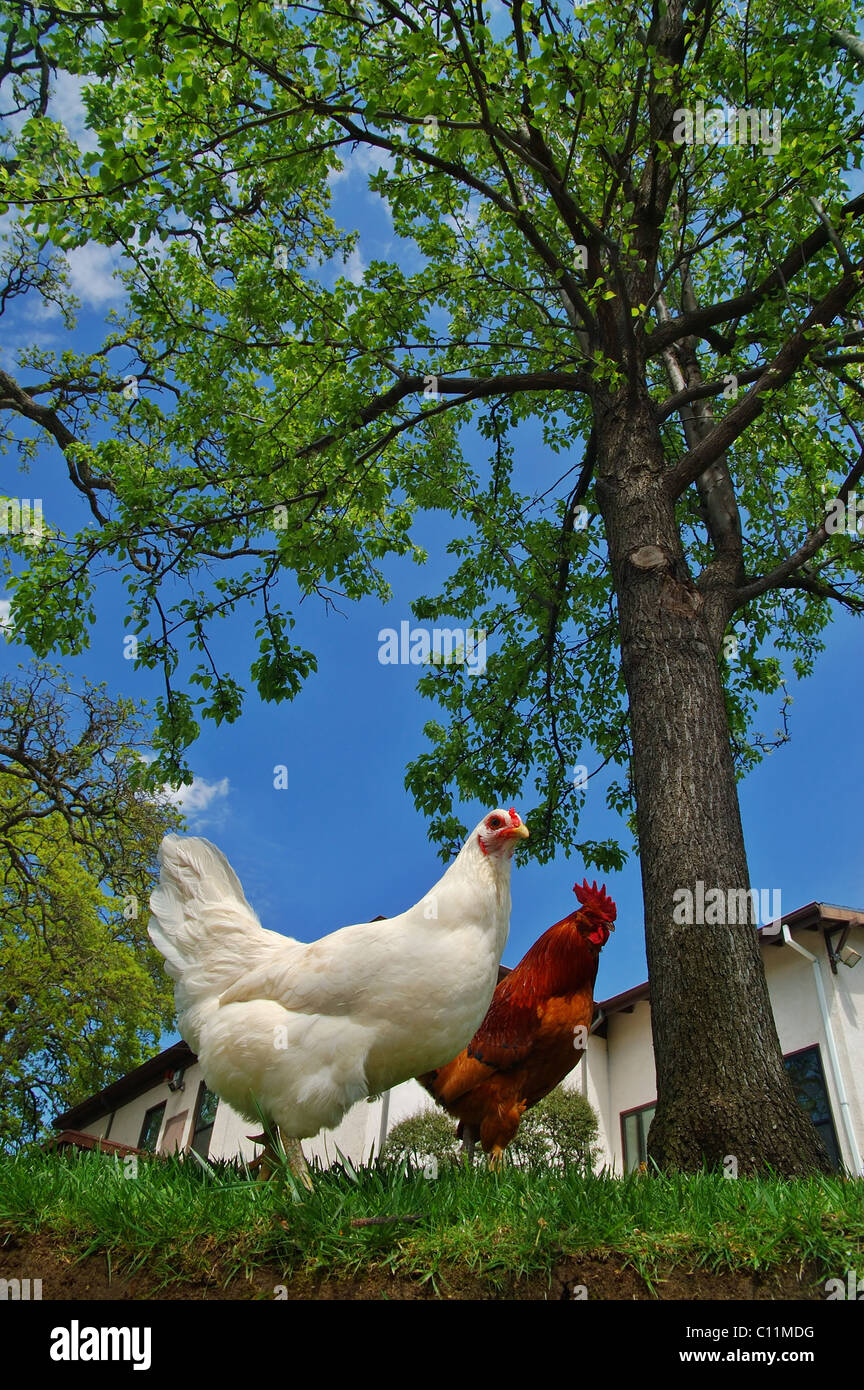 closeup of a hen and a rooster Stock Photo - Alamy