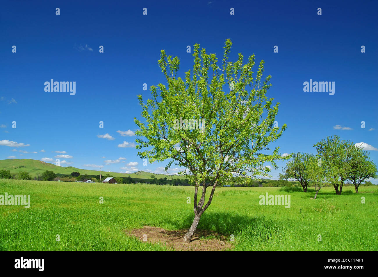 rural springtime countryside Stock Photo - Alamy