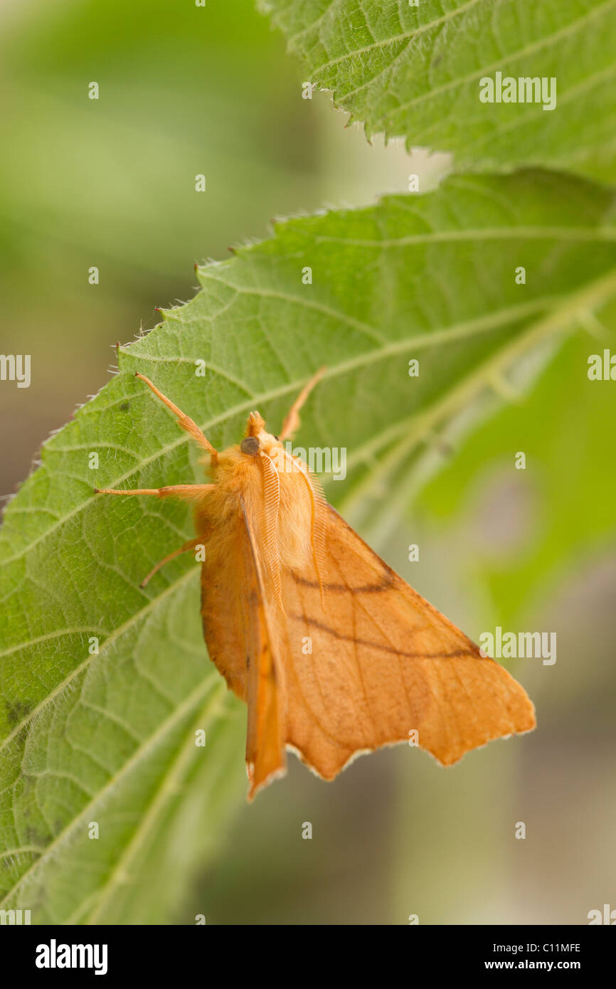 Welsh moths hi-res stock photography and images - Alamy