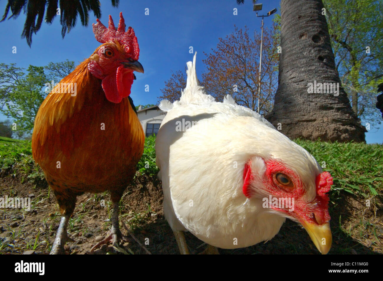 closeup of a hen and a rooster Stock Photo - Alamy