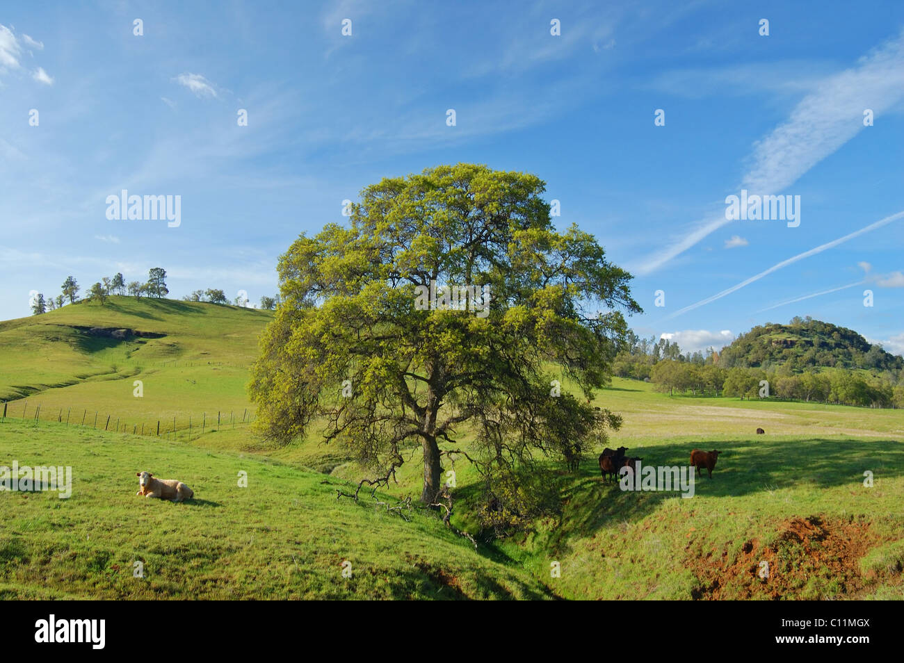 the countryside of northern California in springtime Stock Photo - Alamy