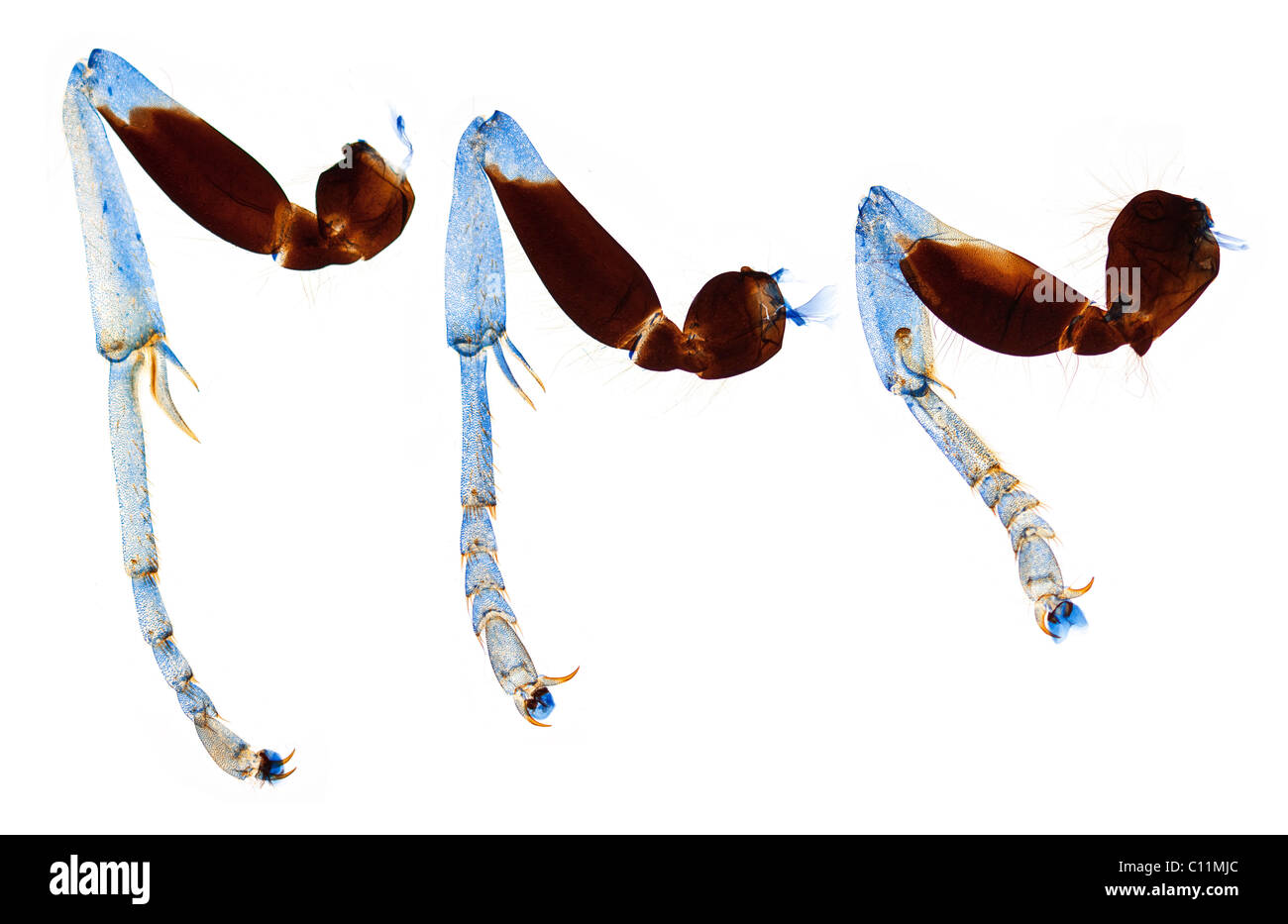 Entomology dissection microscope vespula sp wasp legs from one side Cut ...