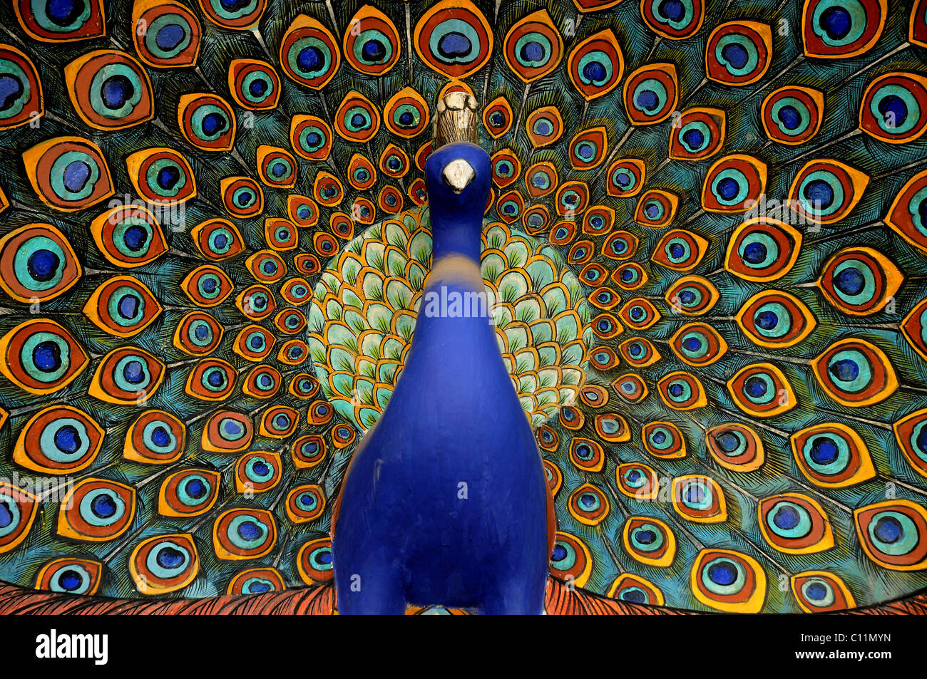 Indian Peacock At Jaipur