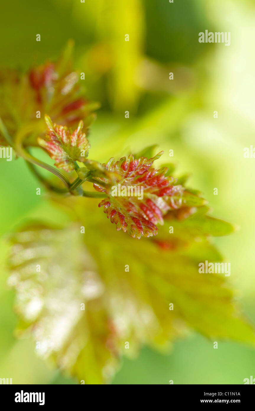 Wine shoots hi-res stock photography and images - Alamy