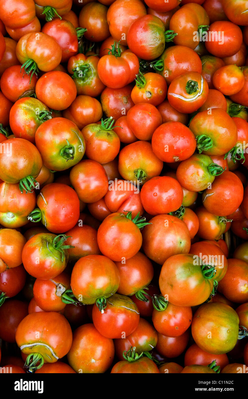 stupice species organic tomato Stock Photo - Alamy