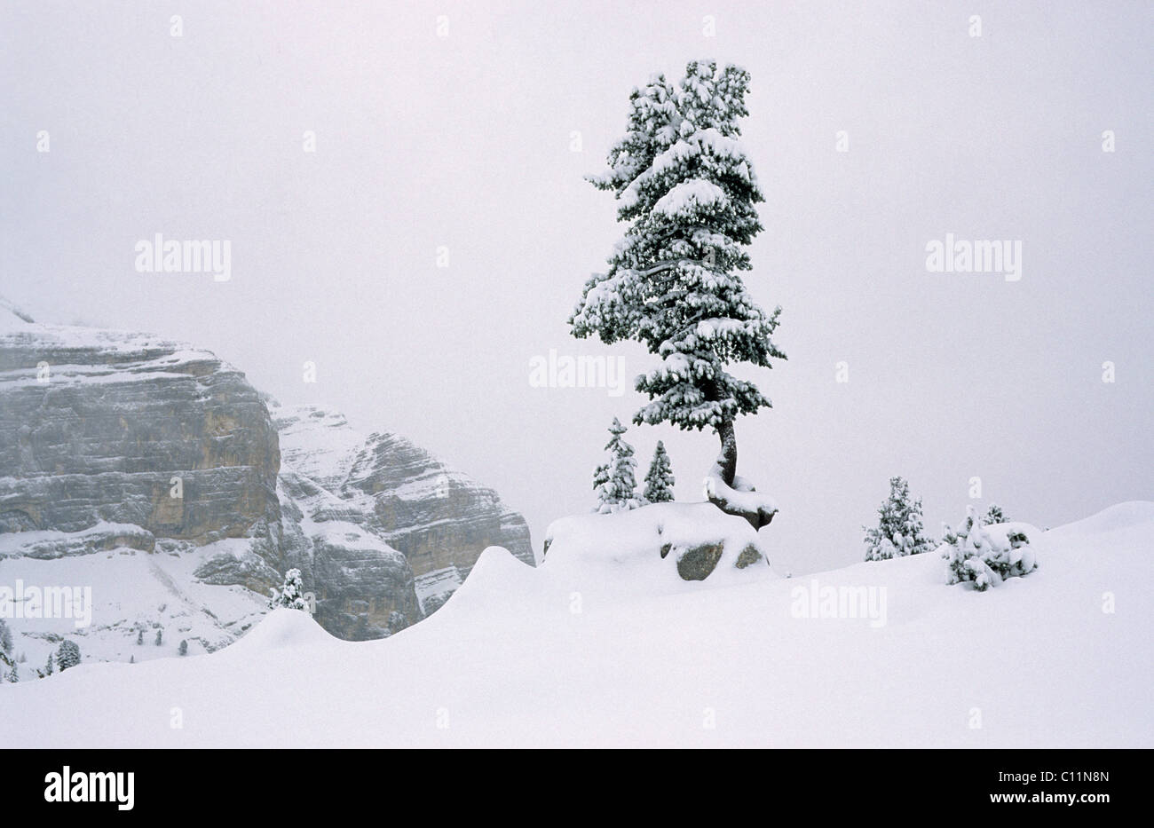 Wintry trees hi-res stock photography and images - Alamy