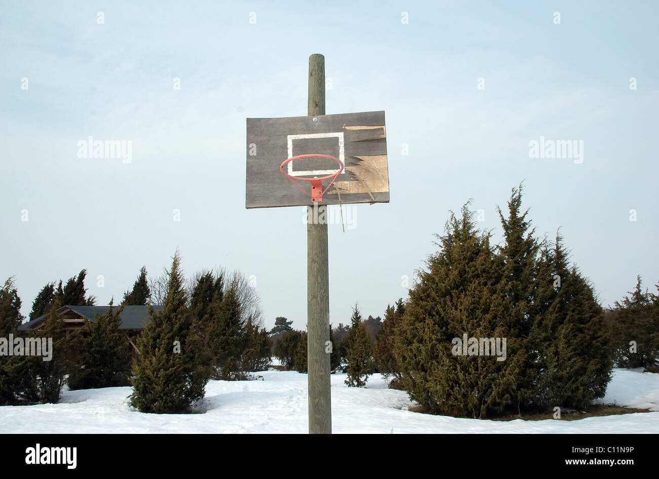 rusty old basketball hoop middle of junipers at winter Stock Photo - Alamy