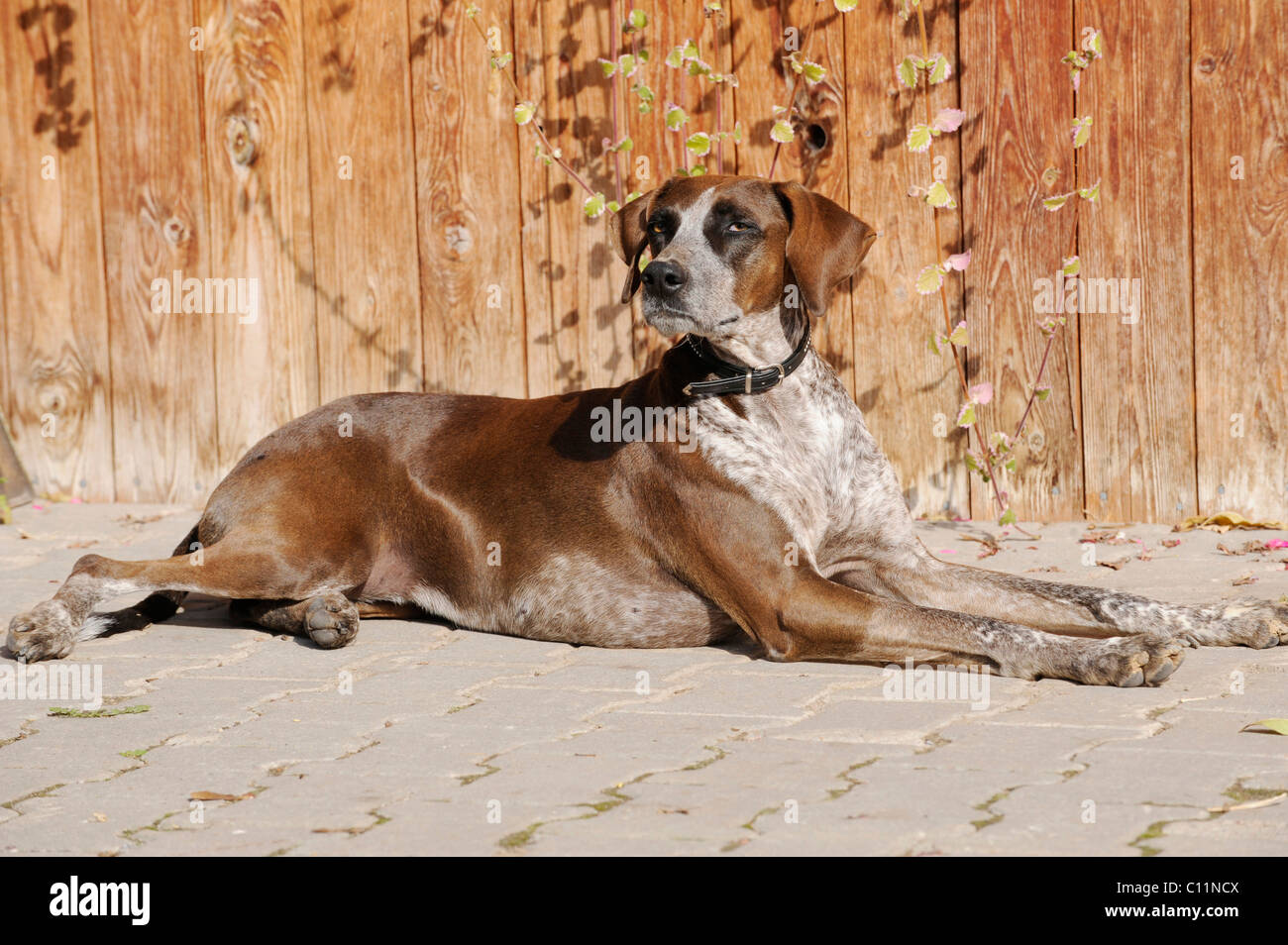 Jagdhund hound hi-res stock photography and images - Alamy