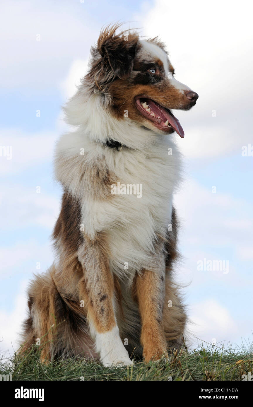 Red merle australian shepherd hi-res stock photography and images - Alamy