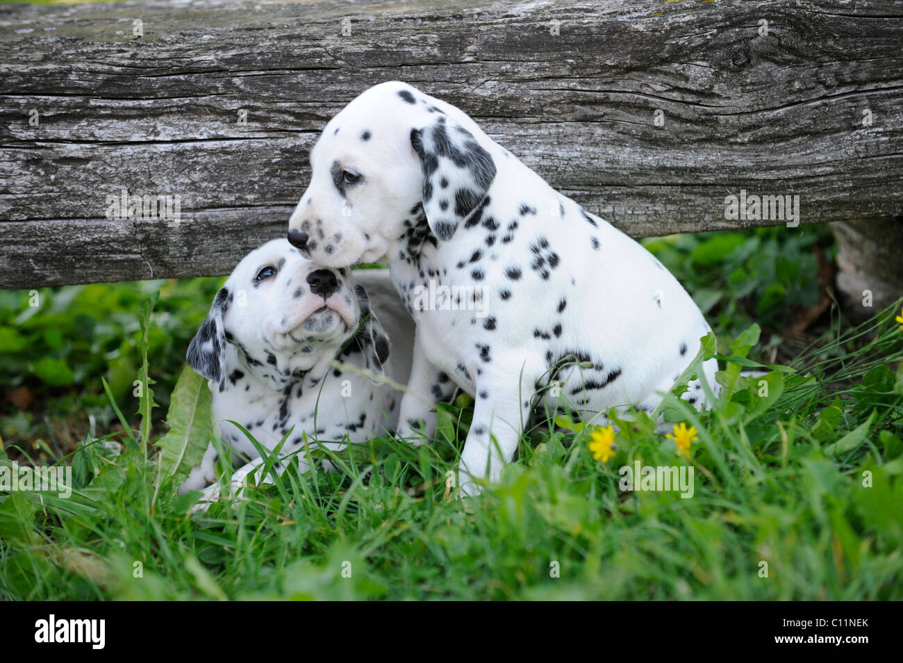 Two Dalmatian puppies Stock Photo - Alamy
