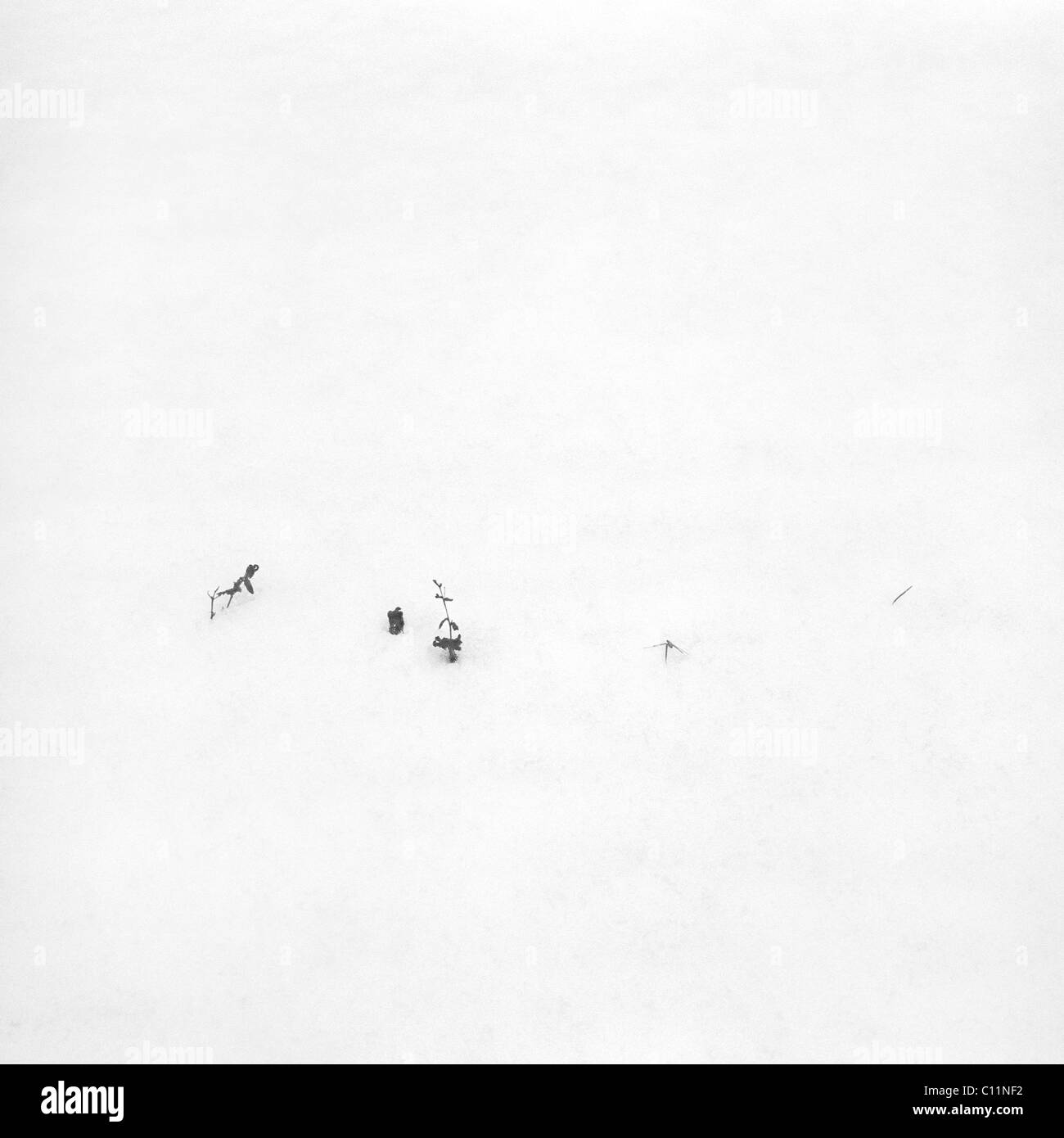 5 twigs in snow Stock Photo - Alamy