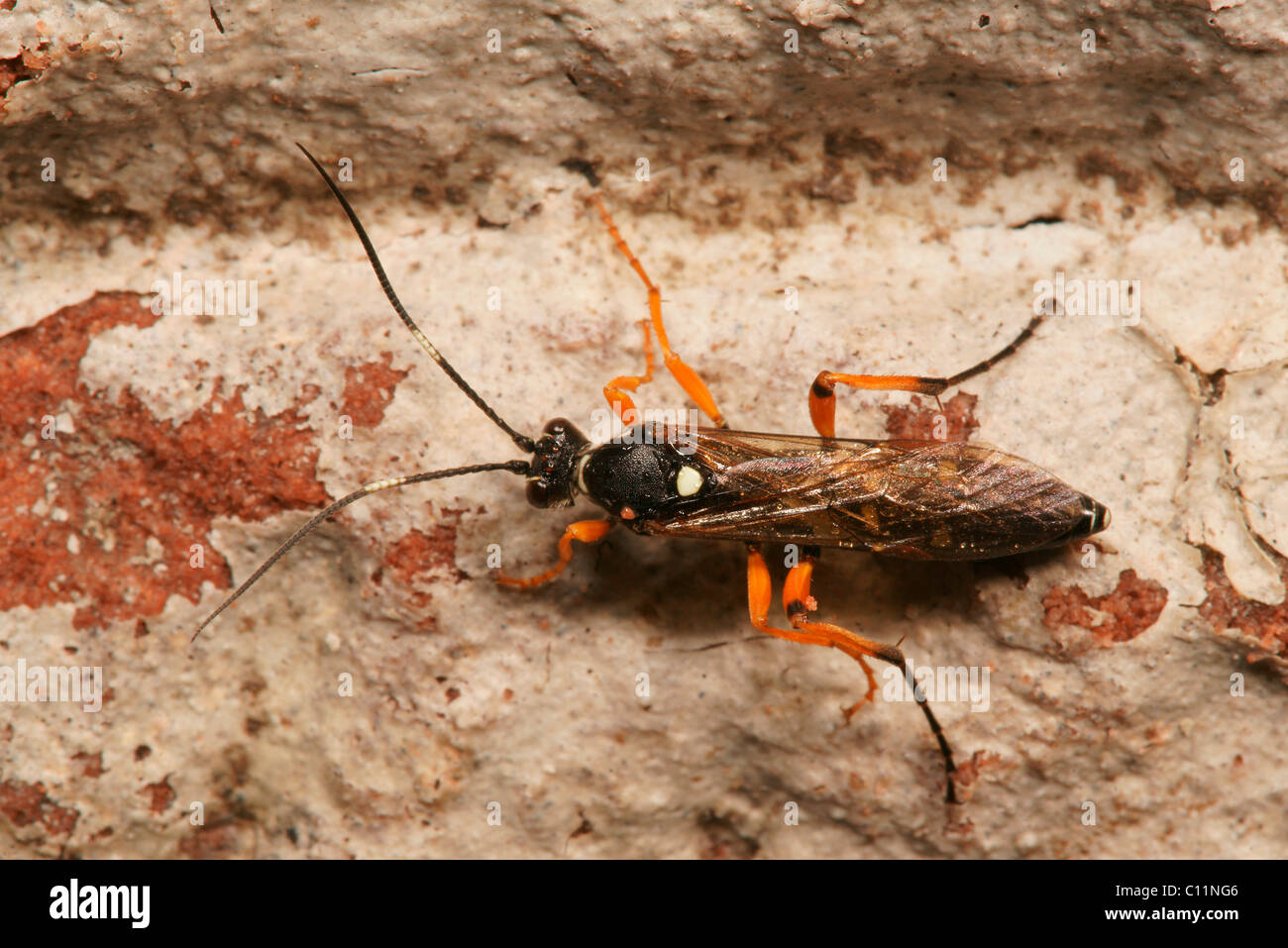 Scorpion wasps hi-res stock photography and images - Alamy