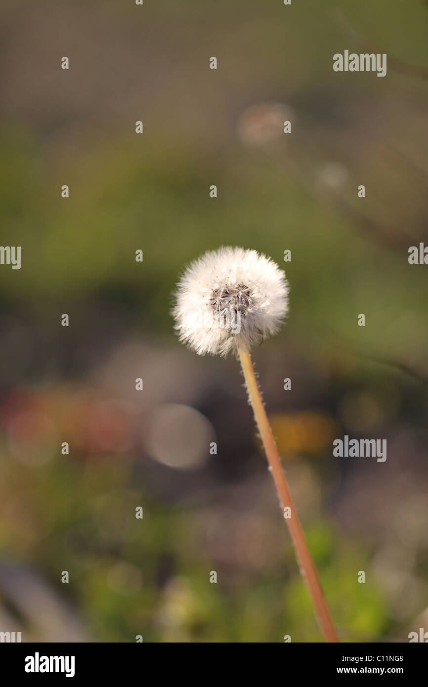 Vertical weed hi-res stock photography and images - Alamy