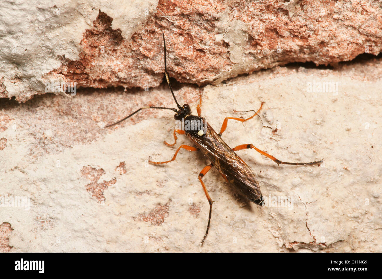 Scorpion Wasp (Diphyus quadripunctorius Stock Photo - Alamy