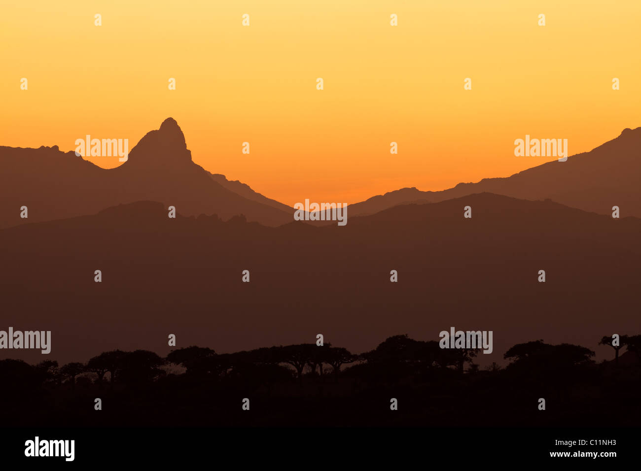 Dragon Blood Trees at sunset, Homhil Socotra Stock Photo - Alamy