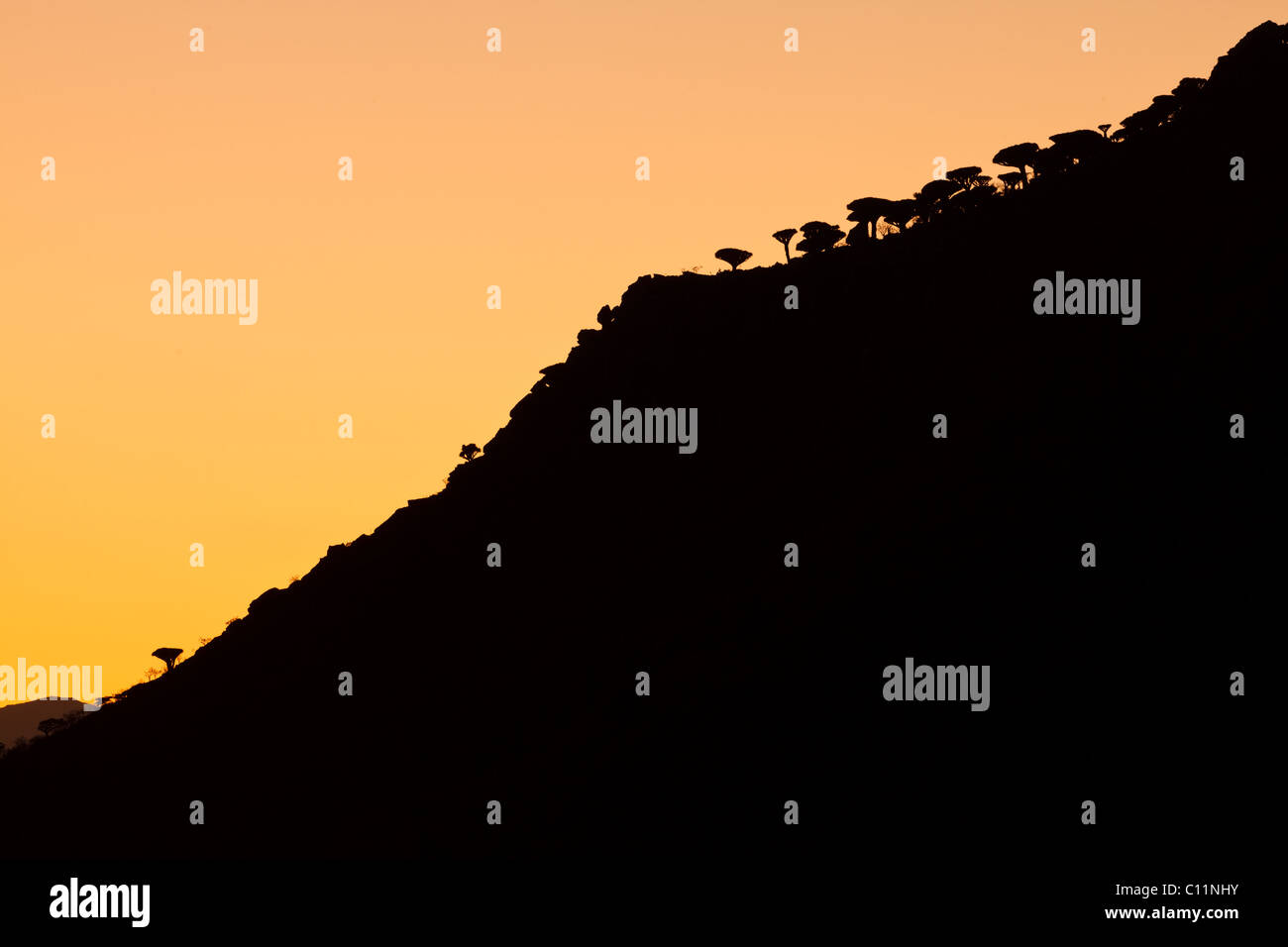 Dragon Blood Trees at sunset, Homhil Socotra Stock Photo - Alamy