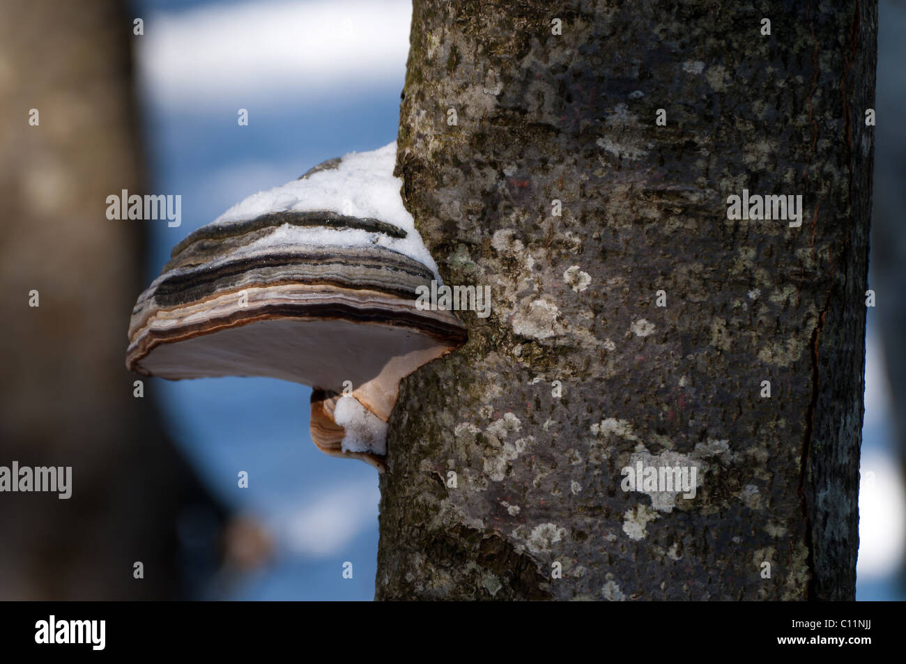 Tinder Fungus growing on a beech tree in Northern Velebit National Park ...