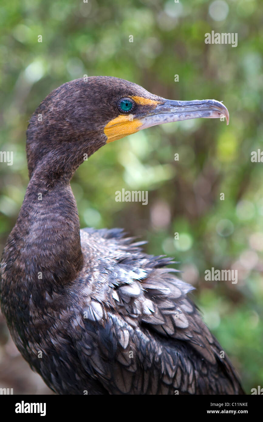 Cormorant is a fish eating bird in the Florida Keys Stock Photo - Alamy
