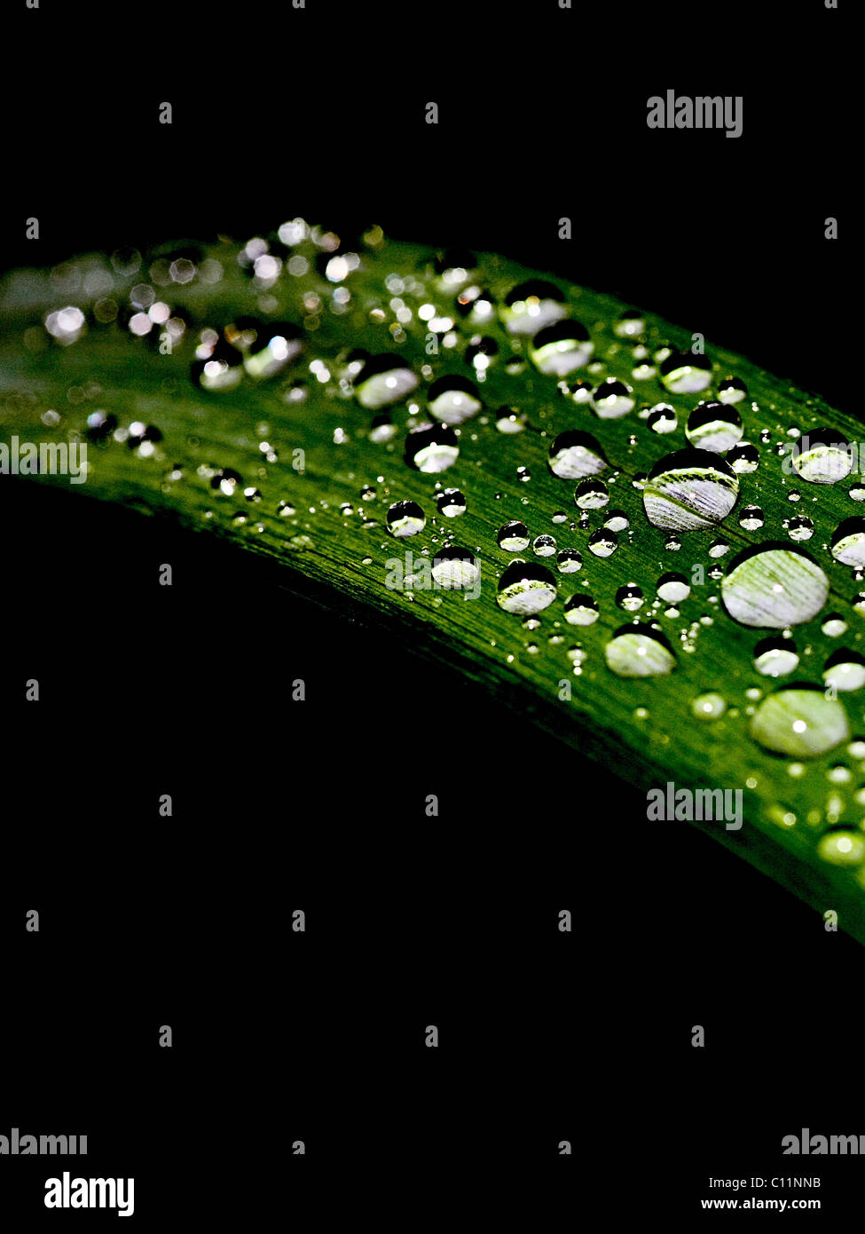 Drops on a leaf Stock Photo - Alamy