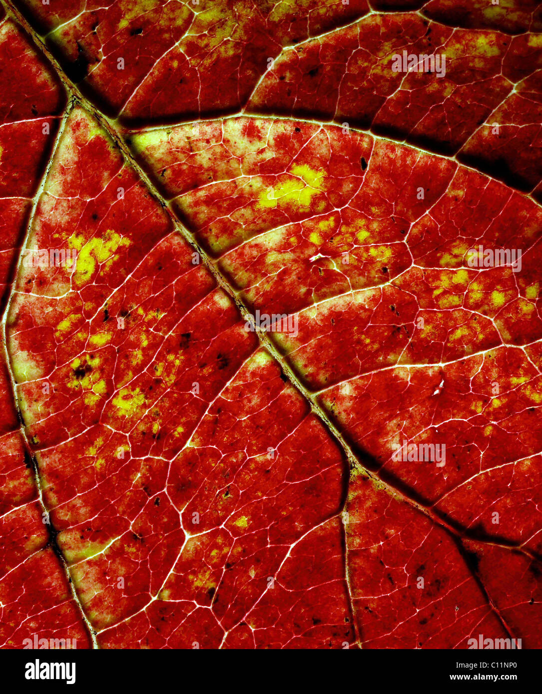 Leaf lines hi-res stock photography and images - Alamy