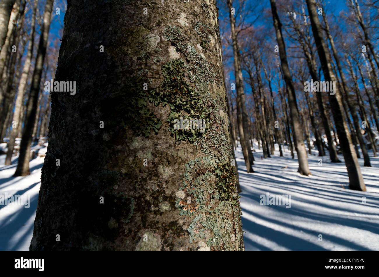 European beech forest (Fagus sylvatica) in Croatia Stock Photo - Alamy