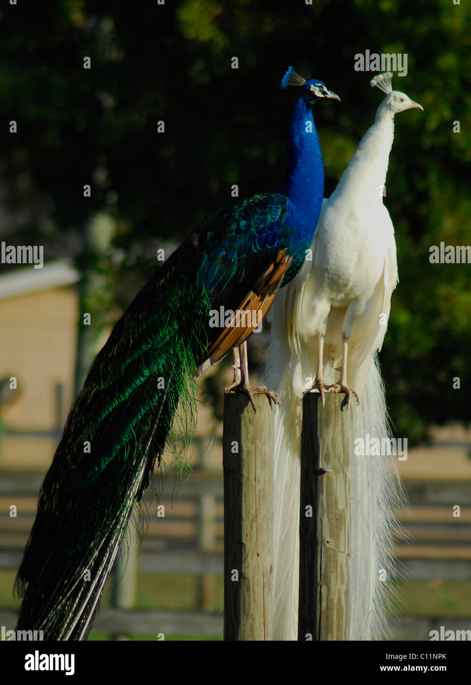 two Peacocks on Poles Stock Photo - Alamy