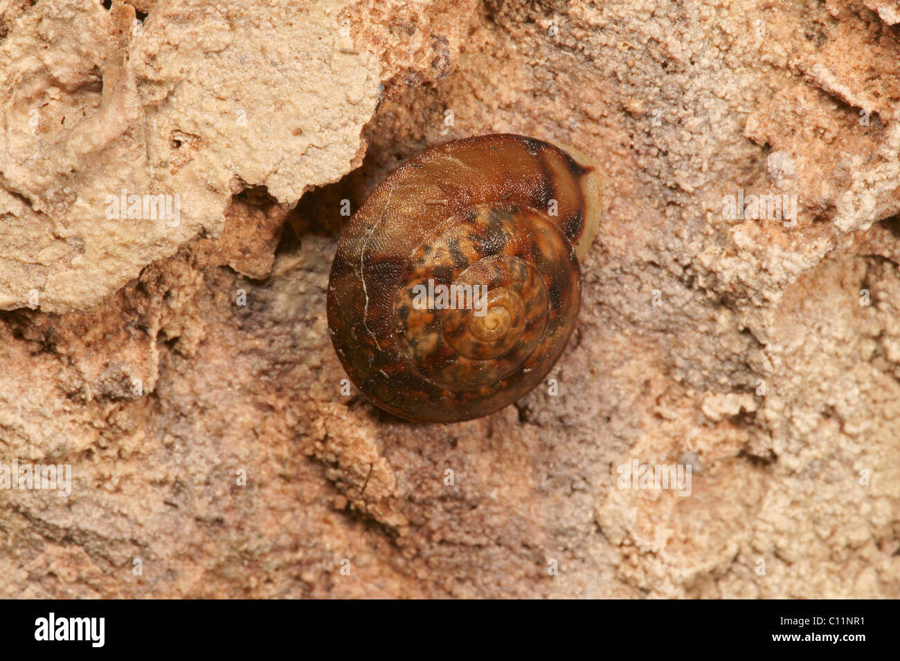 White-lipped Snail (Cepaea hortensis Stock Photo - Alamy