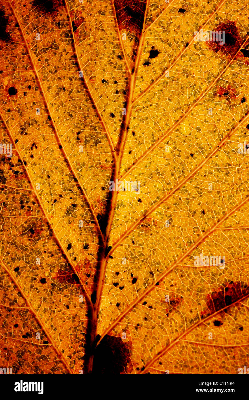 Leaf with lines hi-res stock photography and images - Alamy