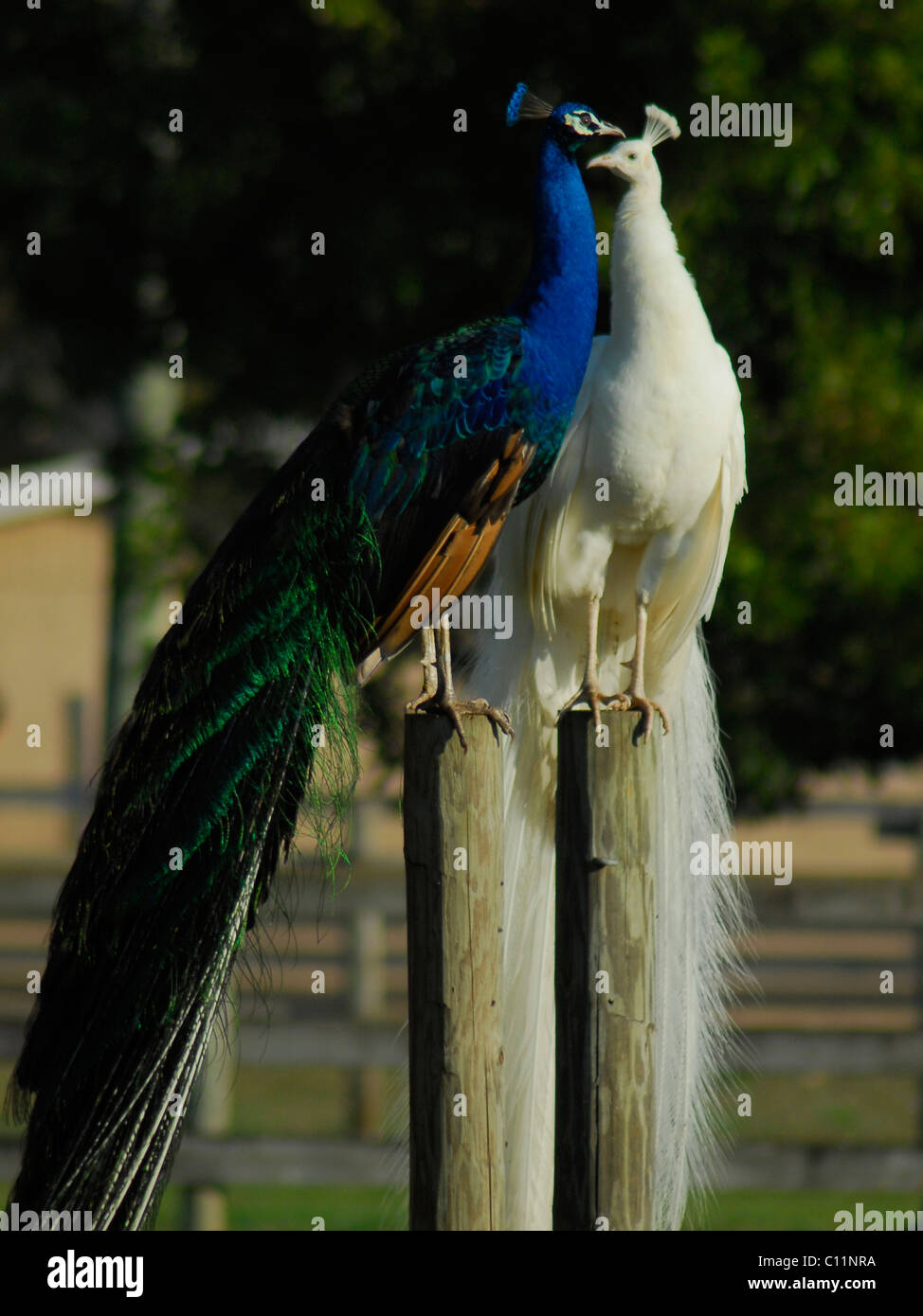 Pair of peacocks hi-res stock photography and images - Alamy