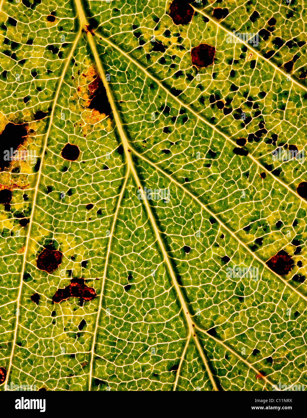 Green Autumn Leaf Stock Photo - Alamy