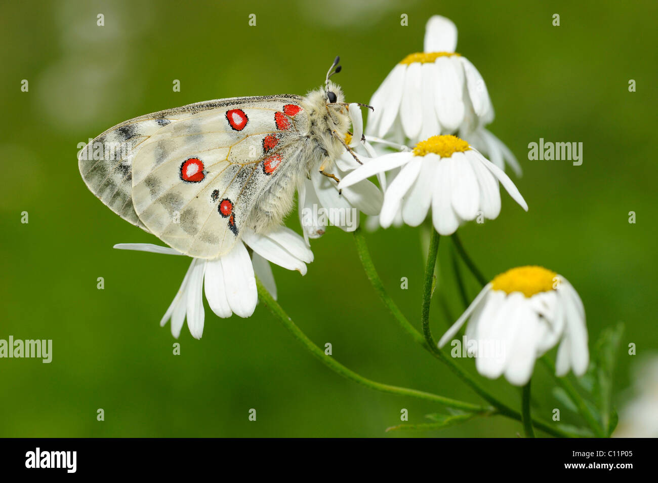 Mountain Apollo butterfly (Parnassius apollo), resting on a German ...