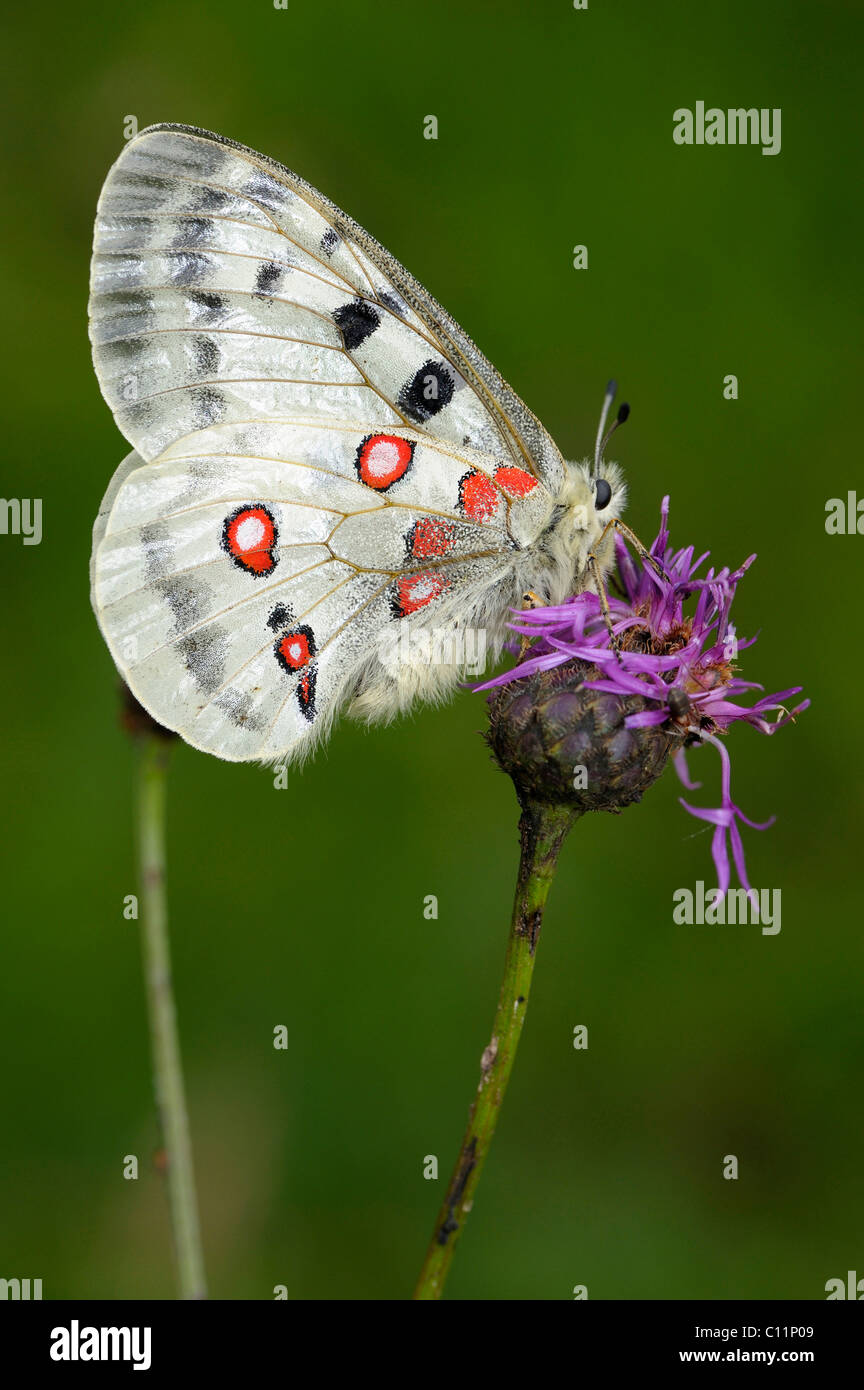 Mountain Apollo butterfly (Parnassius apollo), resting on a Brown ...