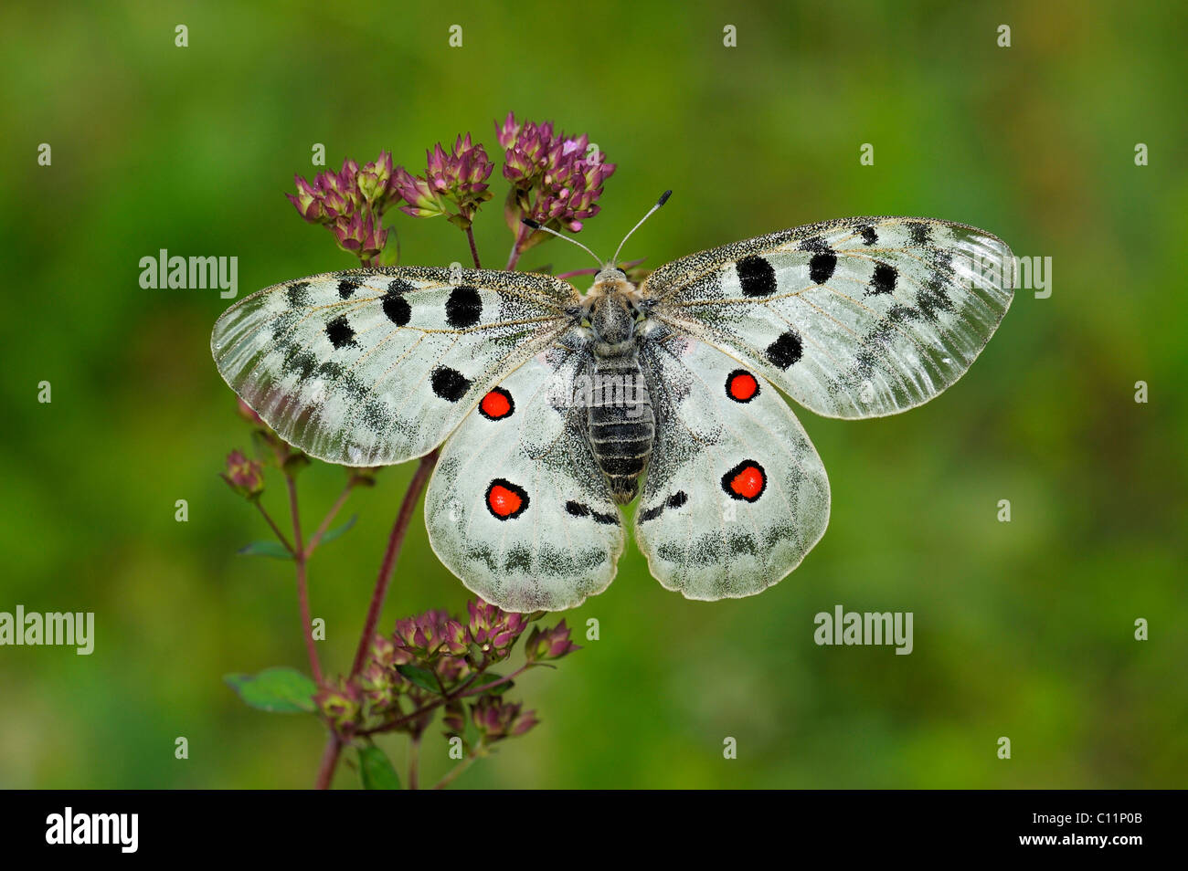 Breed butterfly hi-res stock photography and images - Alamy