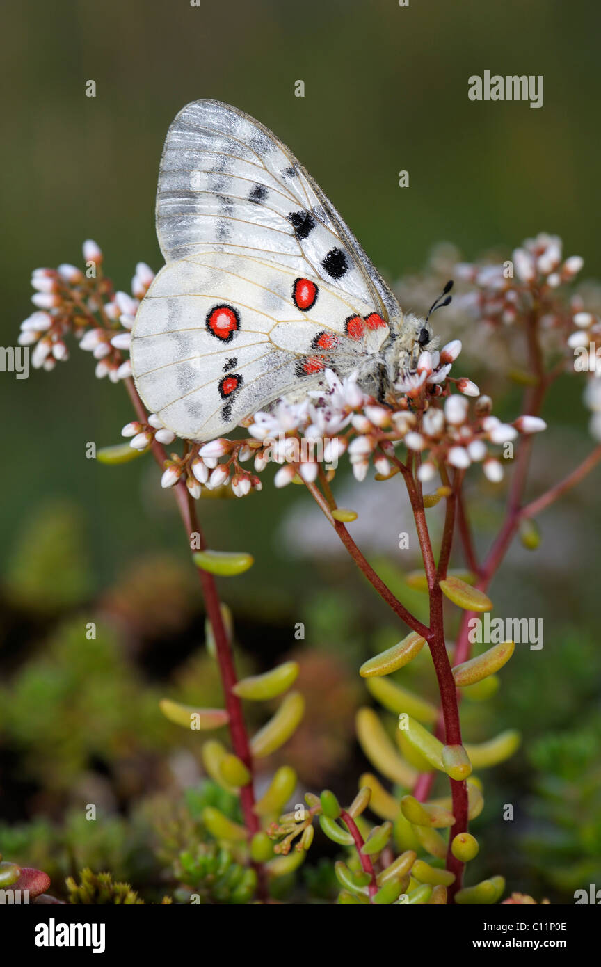 Mountain Apollo butterfly (Parnassius apollo), resting on a White ...