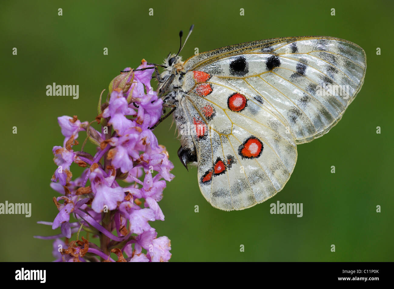 Photo of a butterfly hi-res stock photography and images - Alamy