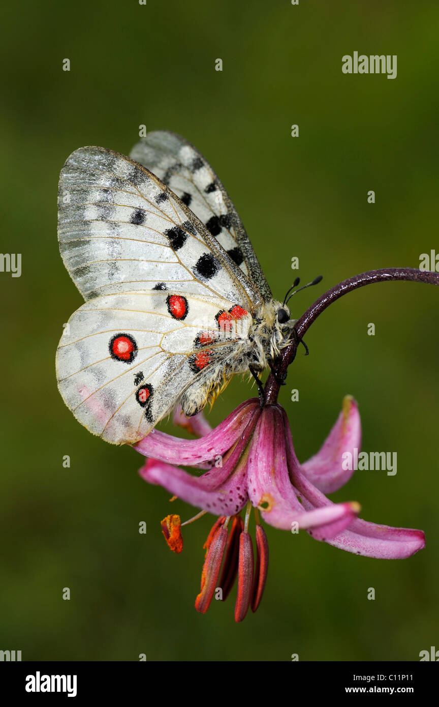 Lily moth hi-res stock photography and images - Alamy