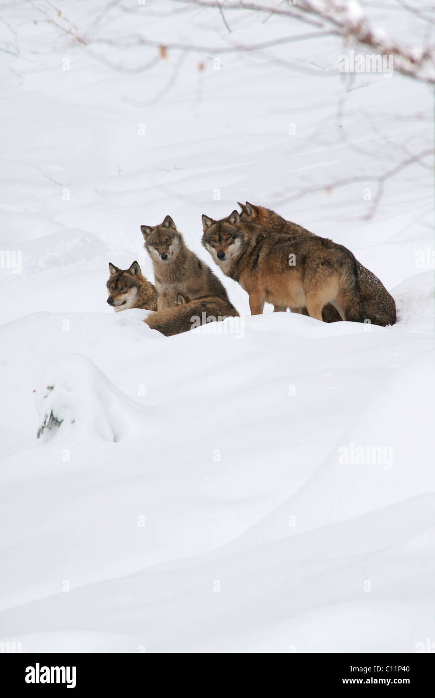 Wolves snow hi-res stock photography and images - Alamy