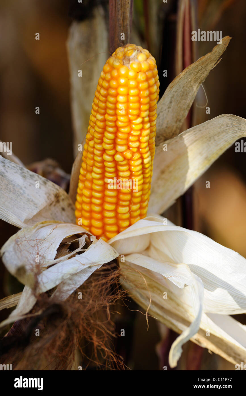 Corn cob hi-res stock photography and images - Alamy