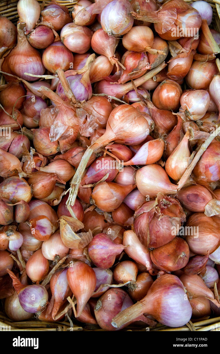 shallots eshallots onions Stock Photo - Alamy