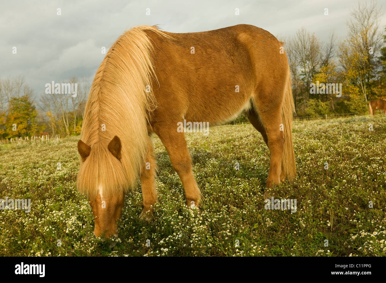 Texture Horse High Resolution Stock Photography and Images - Alamy